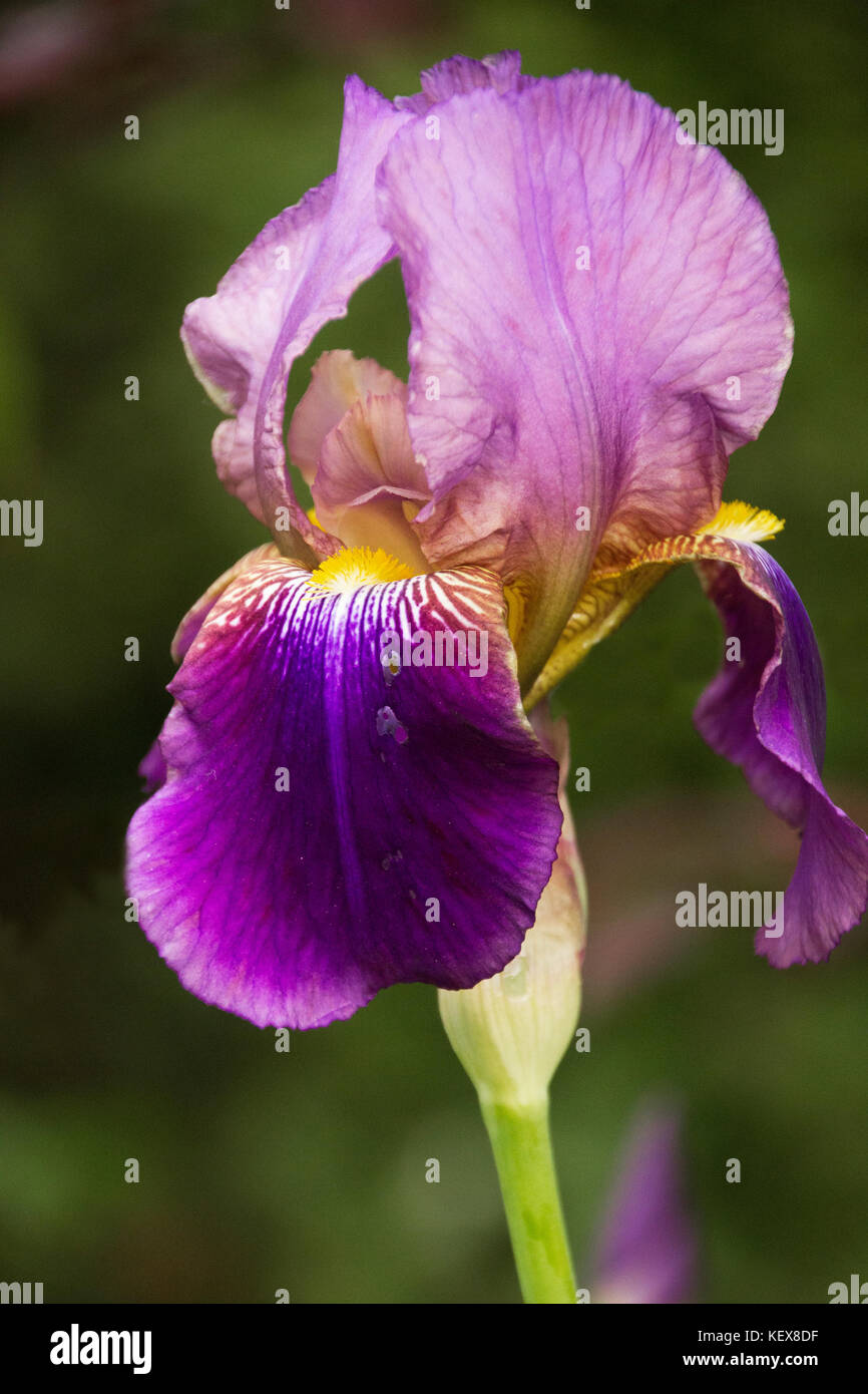 Iris State Flower of Croatia Stock Photo - Alamy