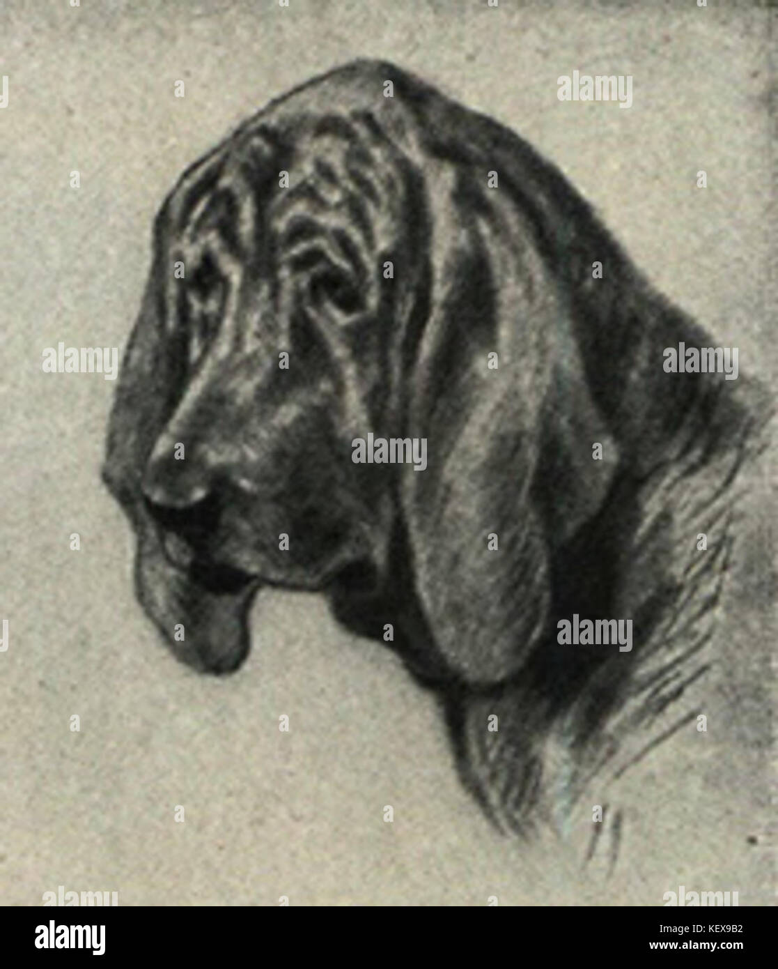 Droopy dog hi-res stock photography and images - Alamy