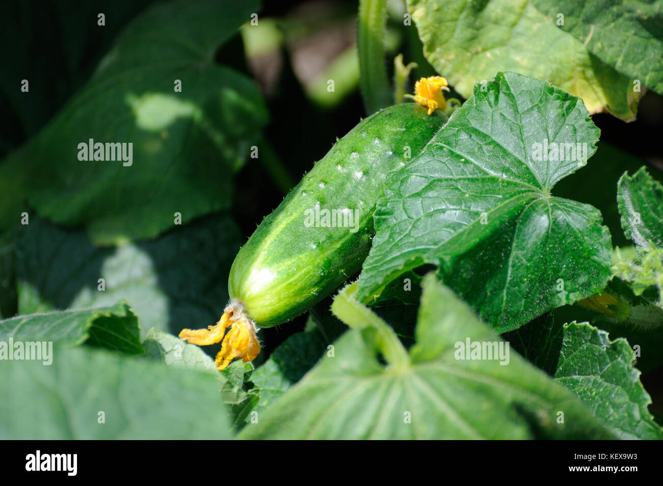 Small cucumber in the garden Stock Photo - Alamy