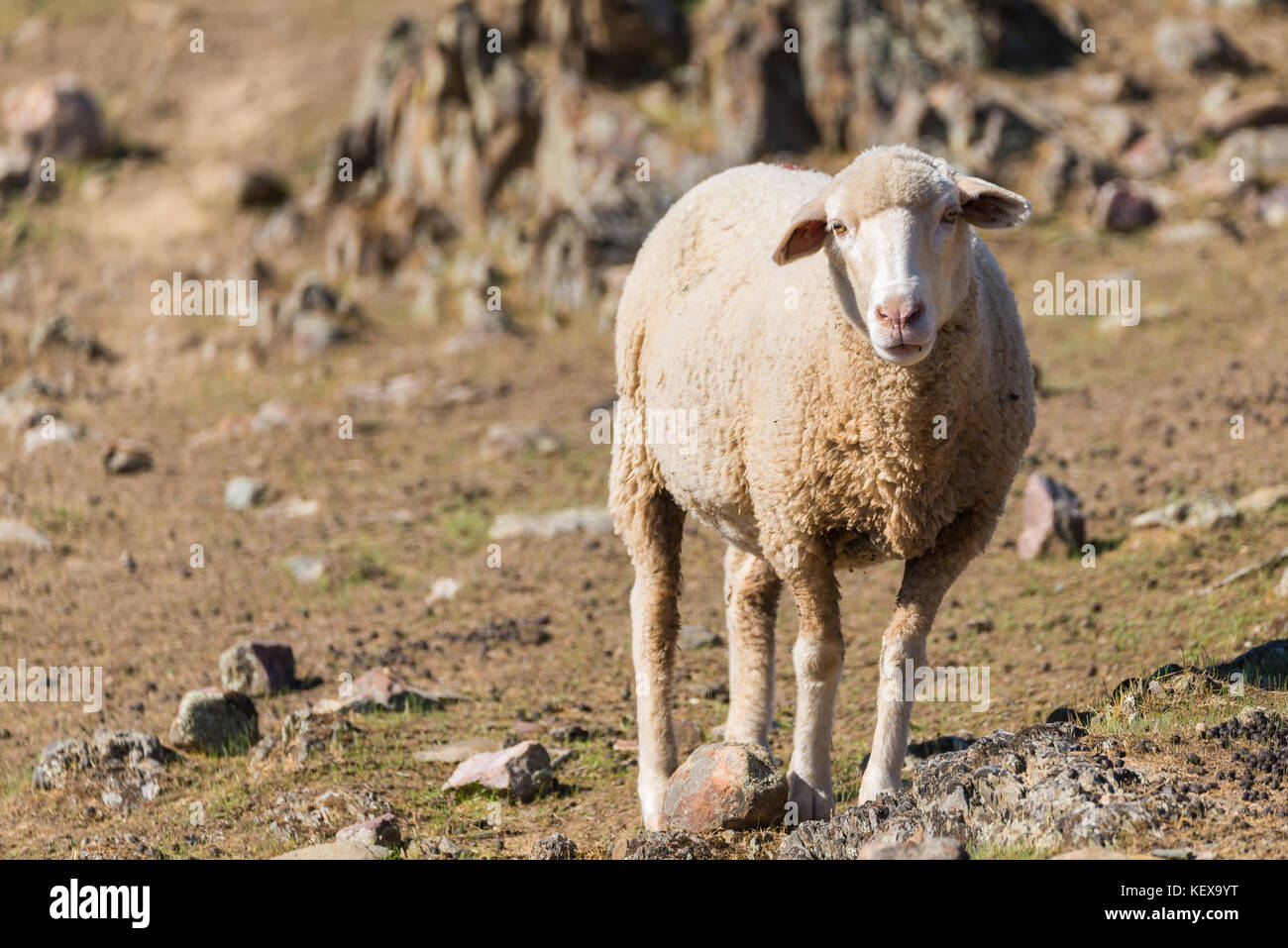 Funny looking sheep hi-res stock photography and images - Alamy