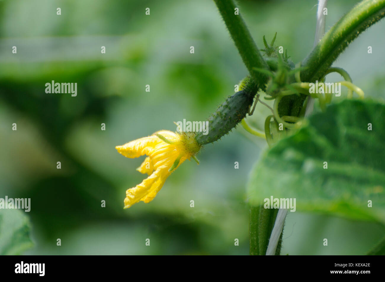 Small cucumber in the garden Stock Photo - Alamy