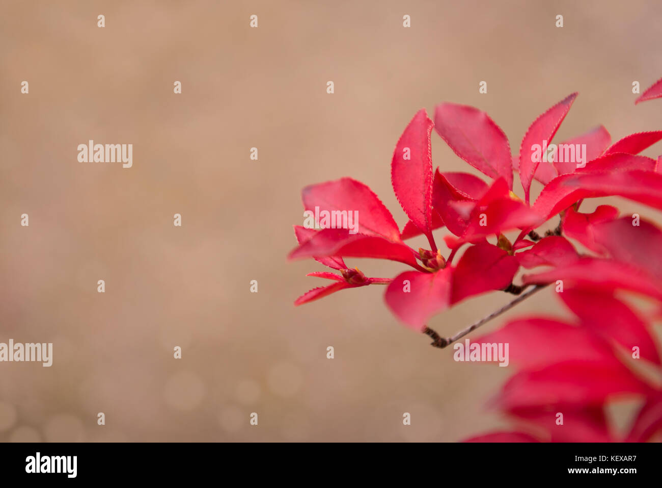 Autumn botany background Stock Photo - Alamy