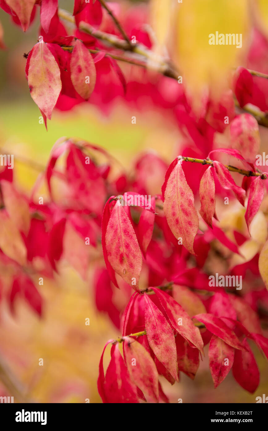 Autumn botany background Stock Photo - Alamy