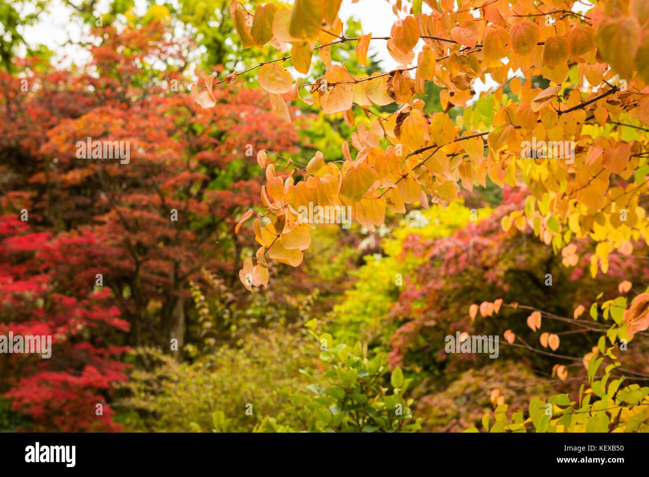Autumn botany background Stock Photo - Alamy
