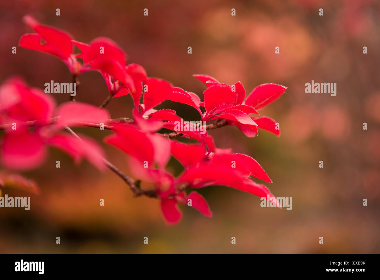 Autumn botany background Stock Photo - Alamy