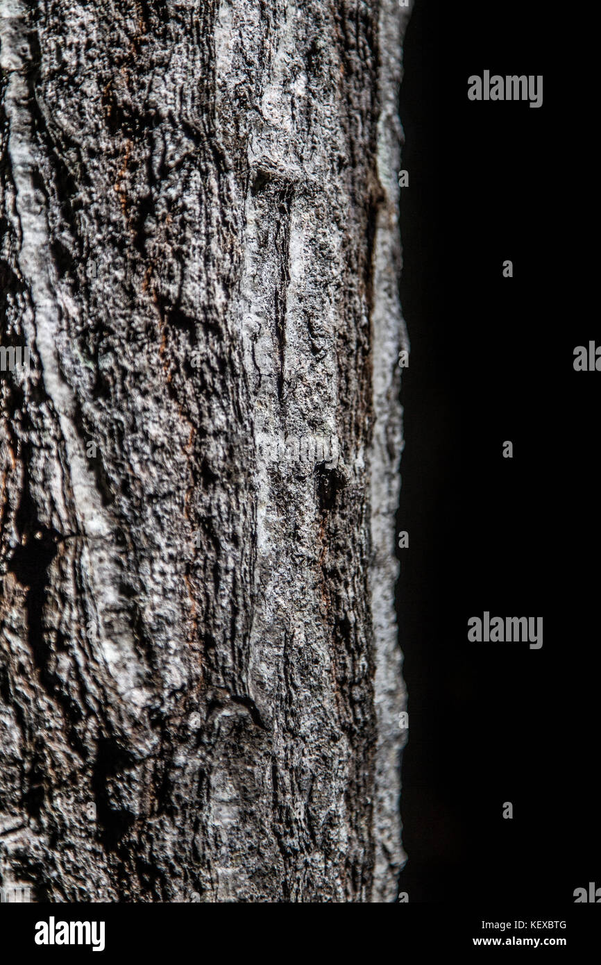 Details of Bark, Low key images of trees, Raleigh, North Carolina ...