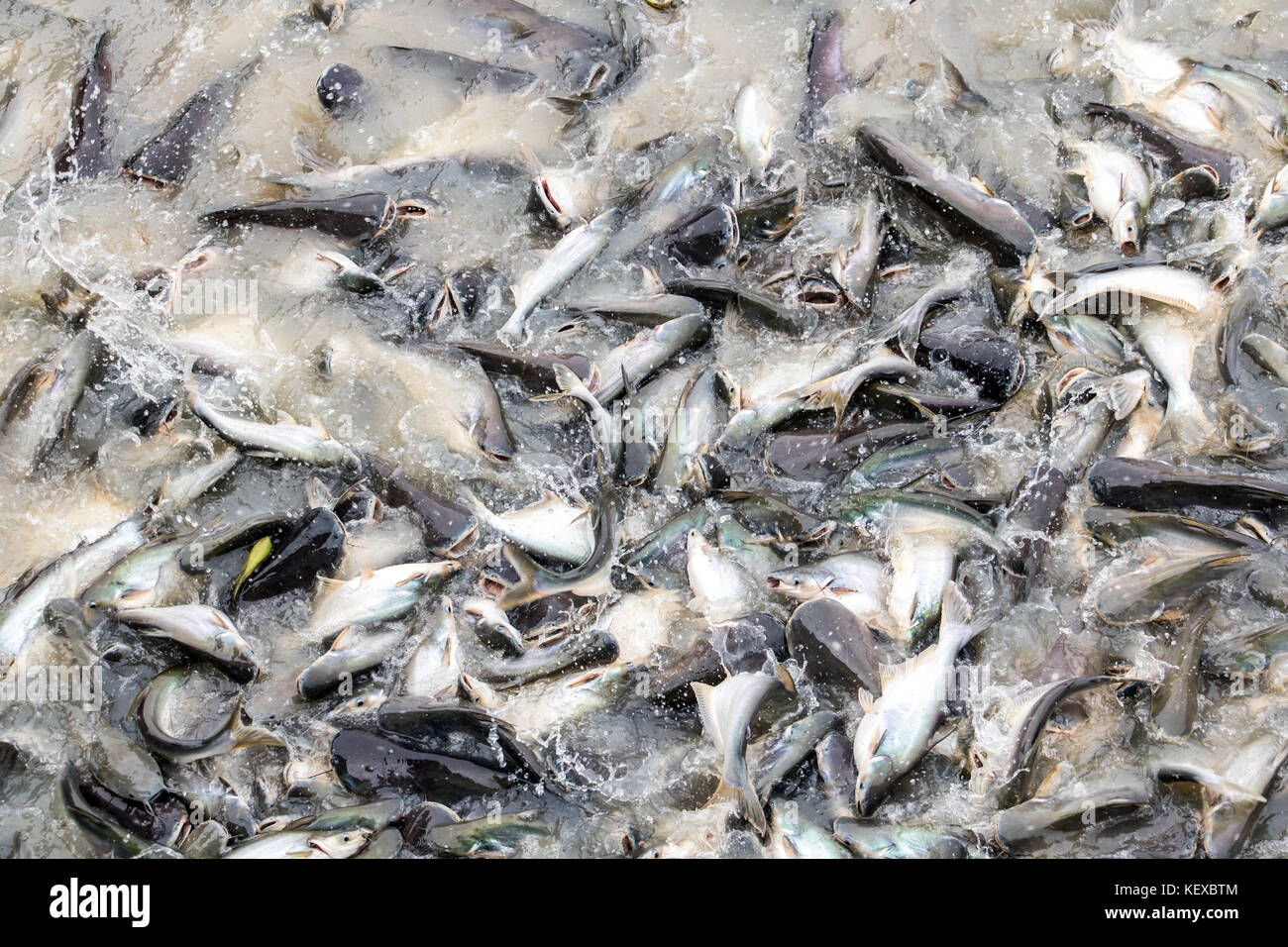 Many different fish competing for food in river. Fish jump in water for ...