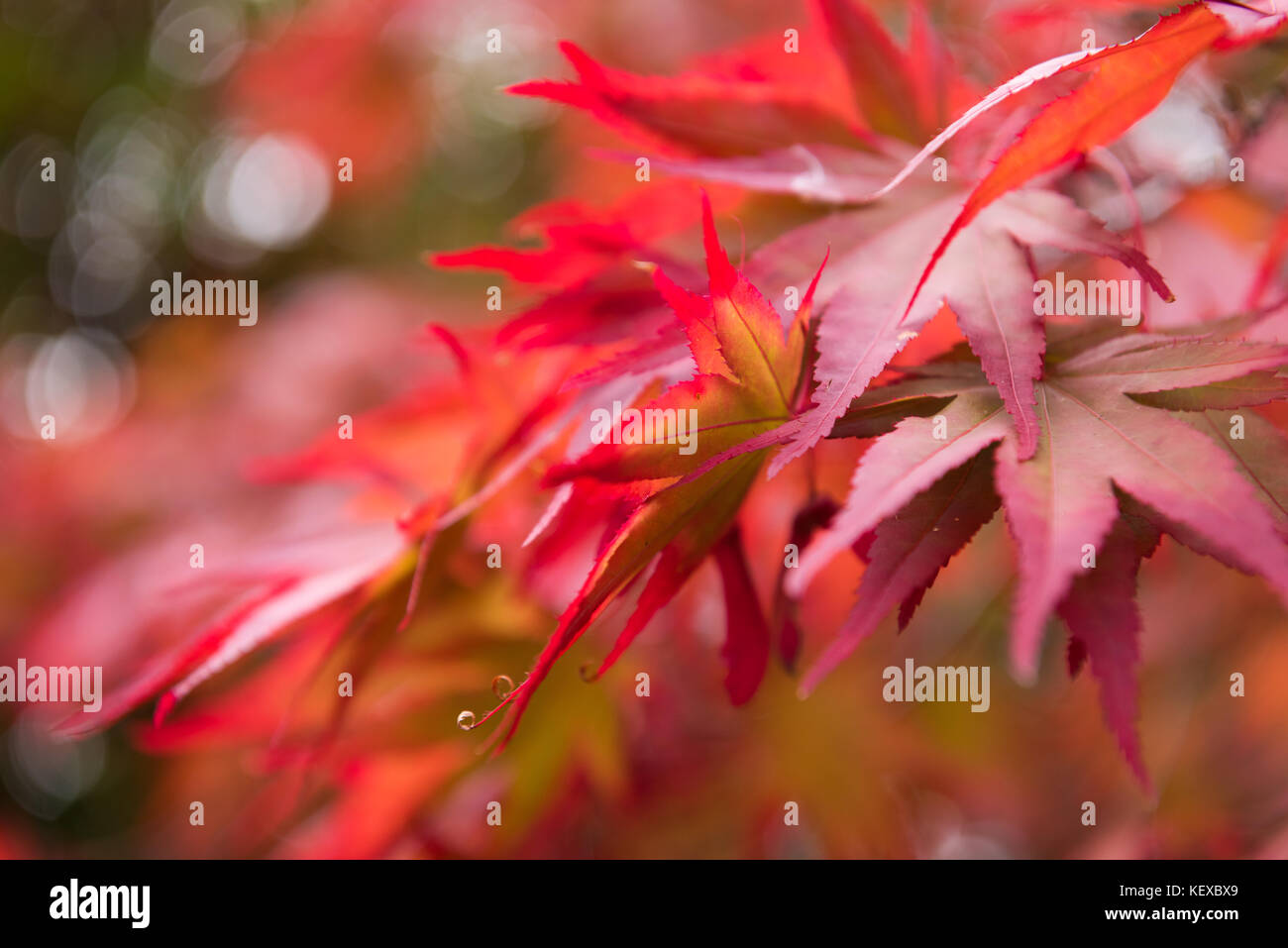 Autumn maple leaves background Stock Photo - Alamy