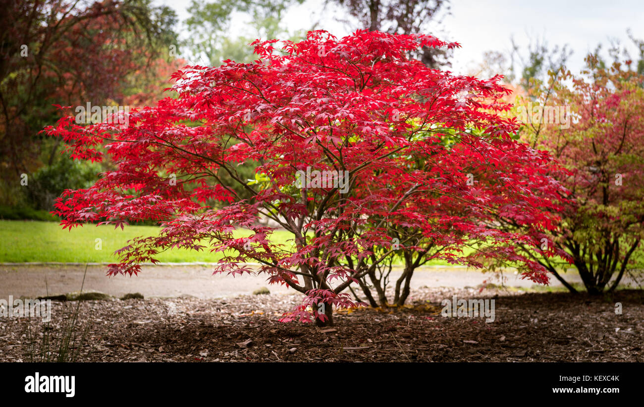 Autumn maple tree background Stock Photo - Alamy