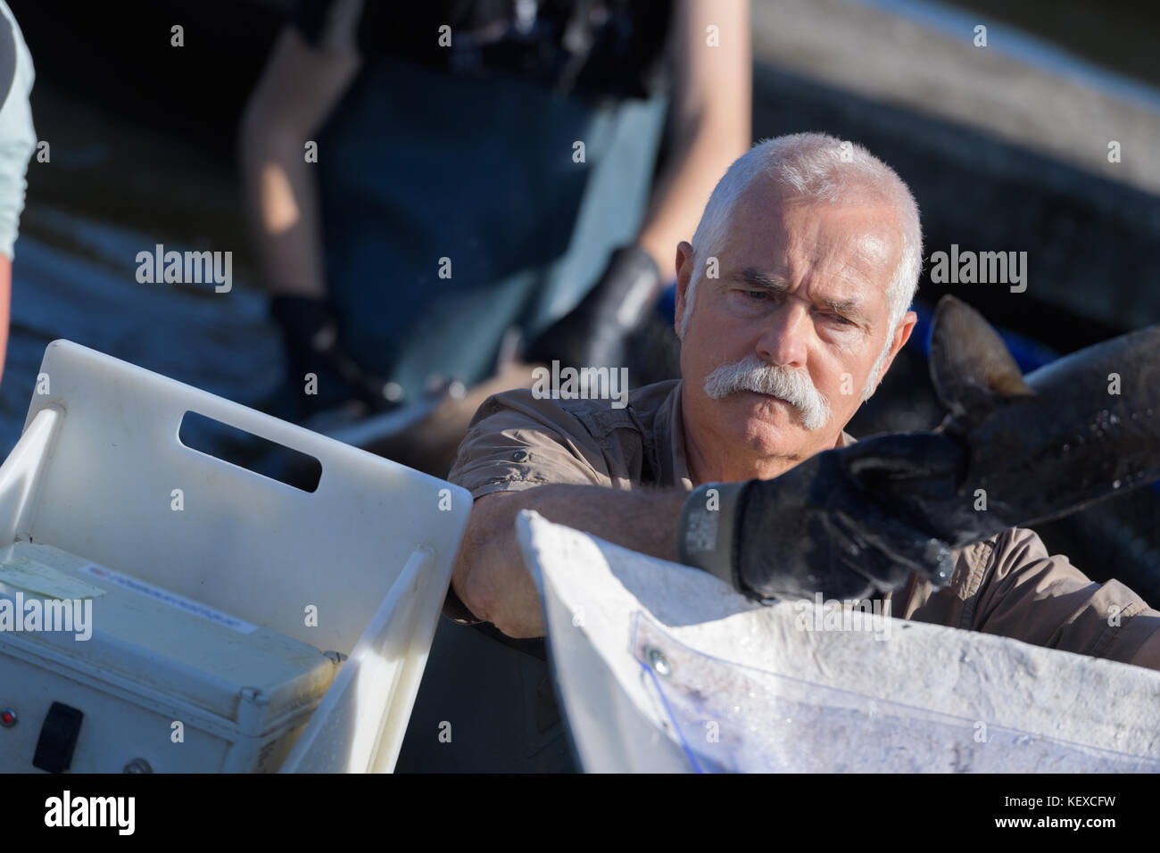 farmed fisherman harvesting the fish Stock Photo - Alamy