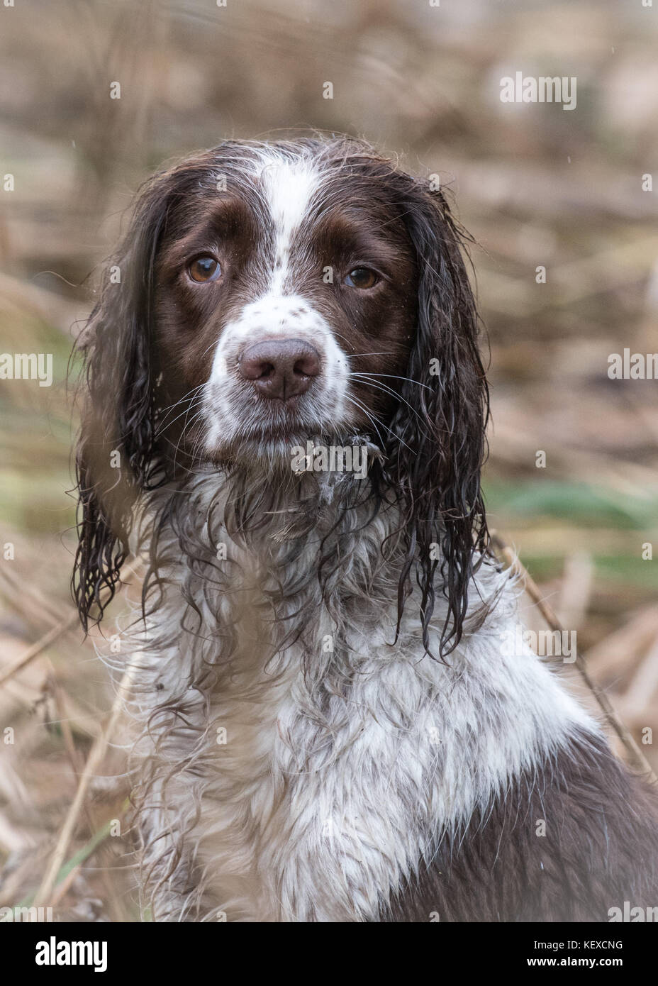 Working Cocker Spaniel Dog Stock Photo - Alamy
