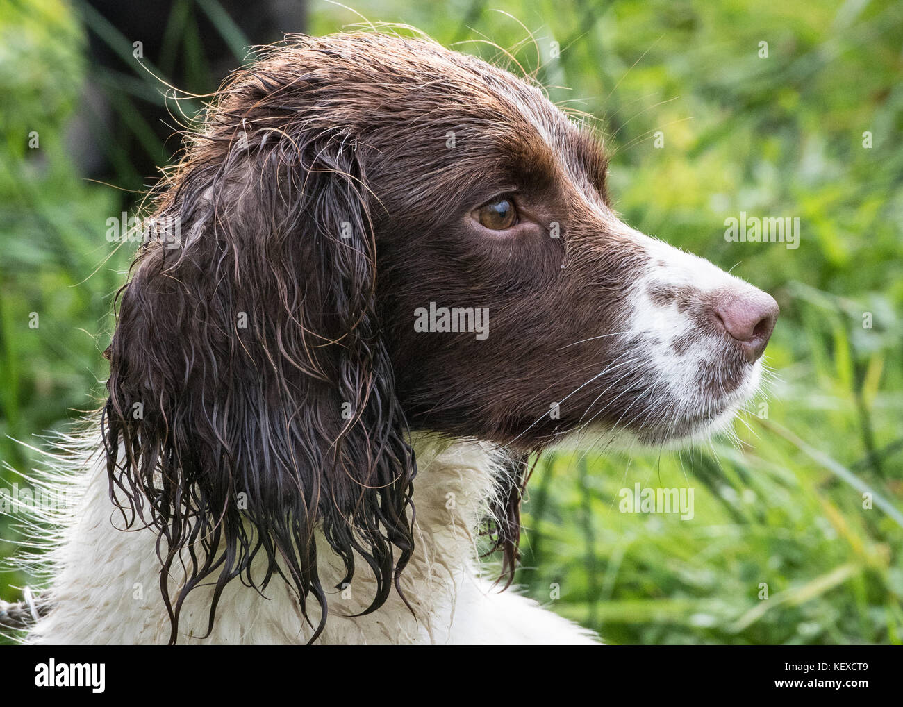 Working Cocker Spaniel Dog Stock Photo - Alamy