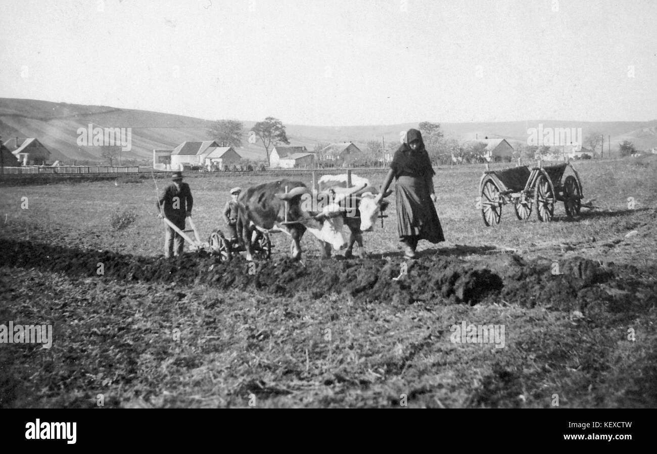 Cattle, chariot, agriculture, plow, man, woman, kid, village ...