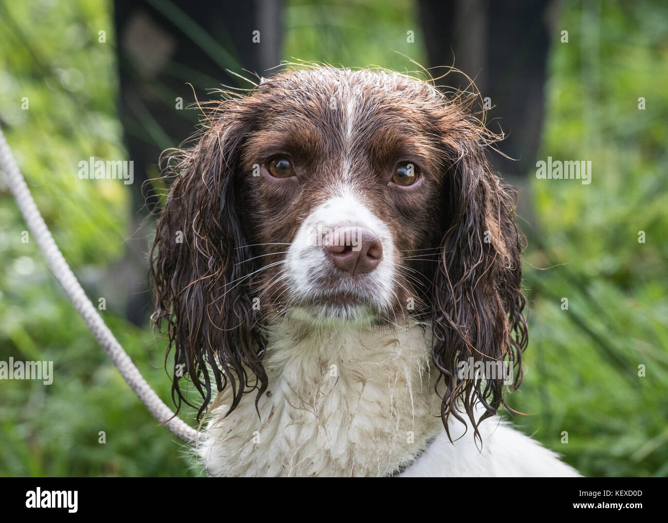 Working Cocker Spaniel Dog Stock Photo - Alamy
