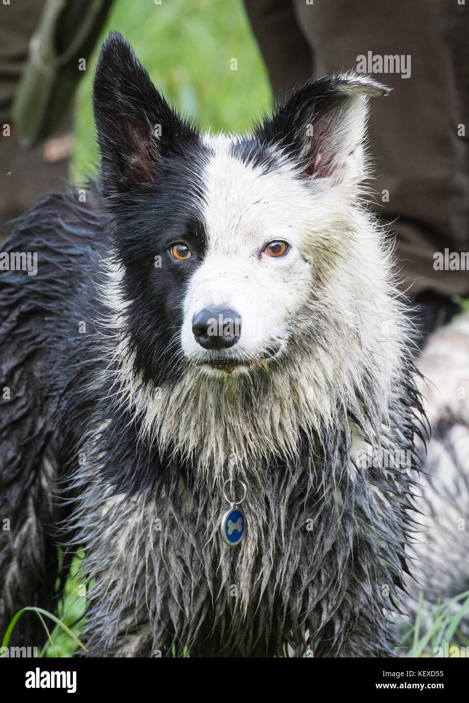 Border Collie Working Gun Dog Stock Photo - Alamy