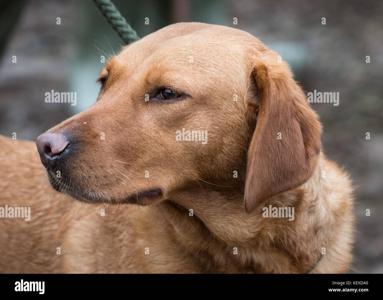 Fox Red Working Gun Dog Labrador Stock Photo - Alamy