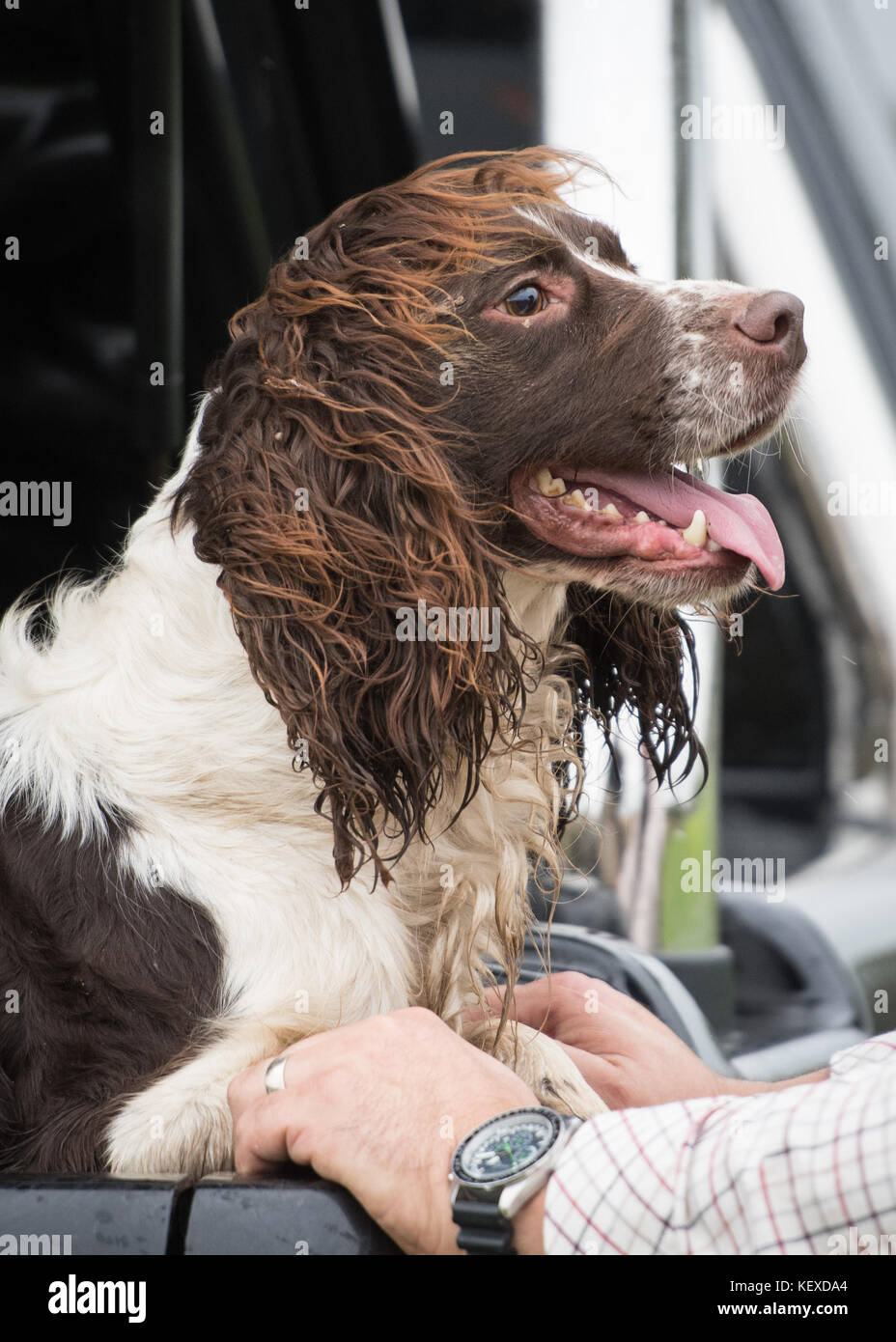 Springer Spaniel Working Gun Dog Stock Photo - Alamy