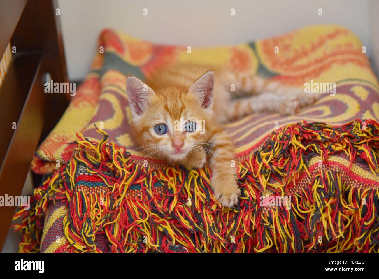 Baby ginger cat hi-res stock photography and images - Alamy