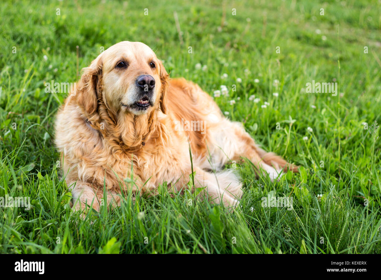 old golden retriever dog Stock Photo - Alamy