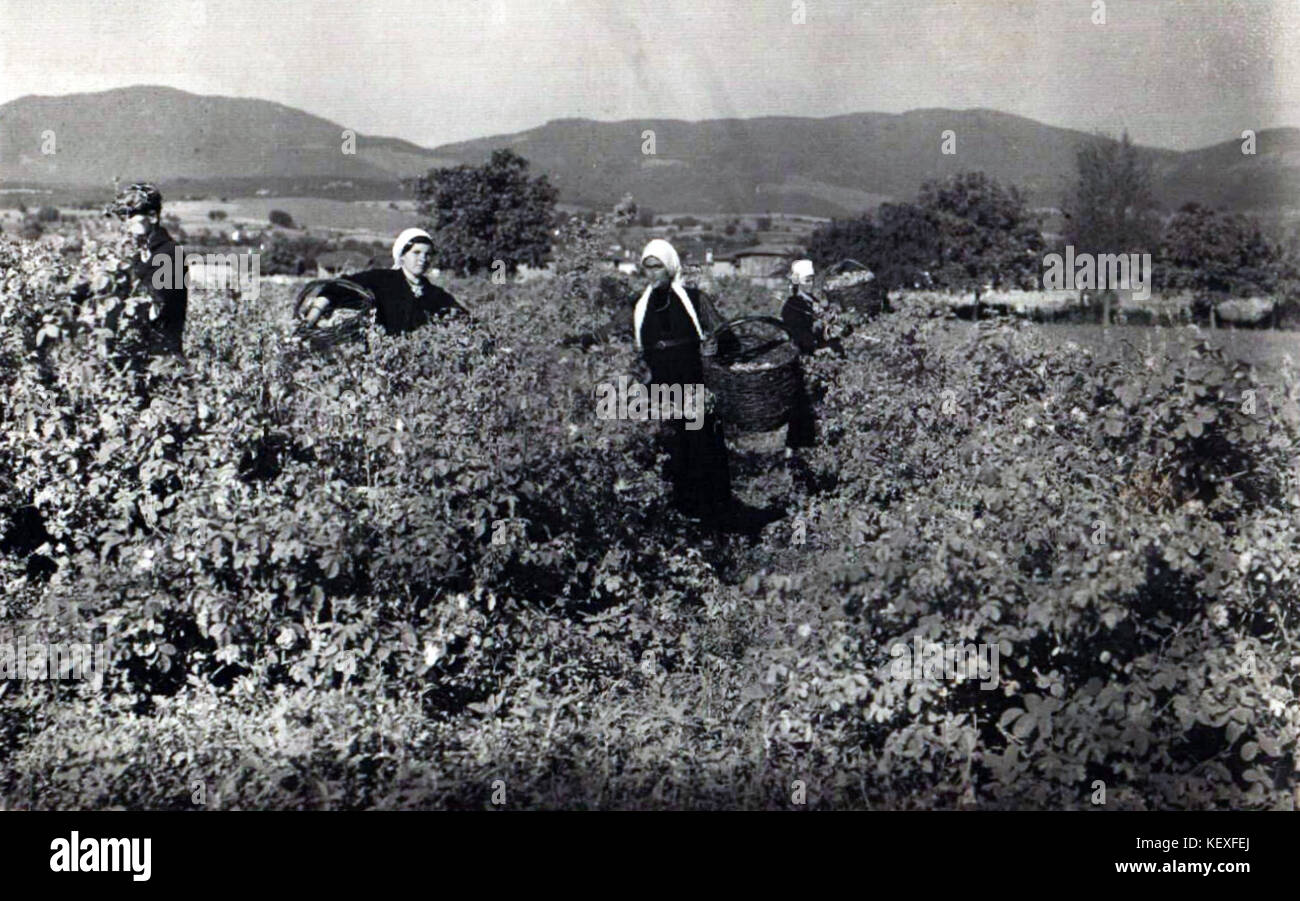 A photograph from 1937 showing rose harvests in Bulgaria, highlighting ...