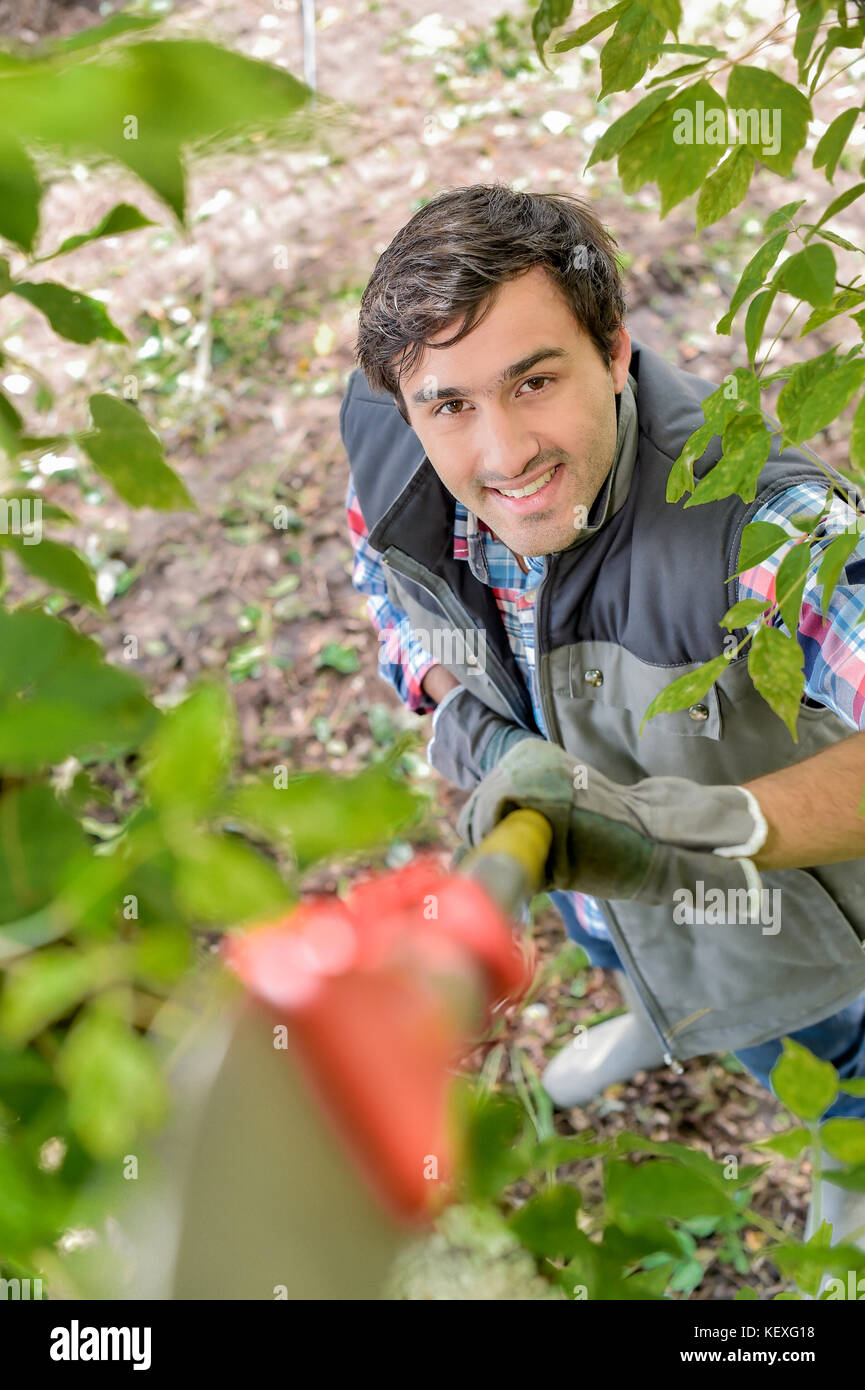 Man trimming a tree Stock Photo - Alamy