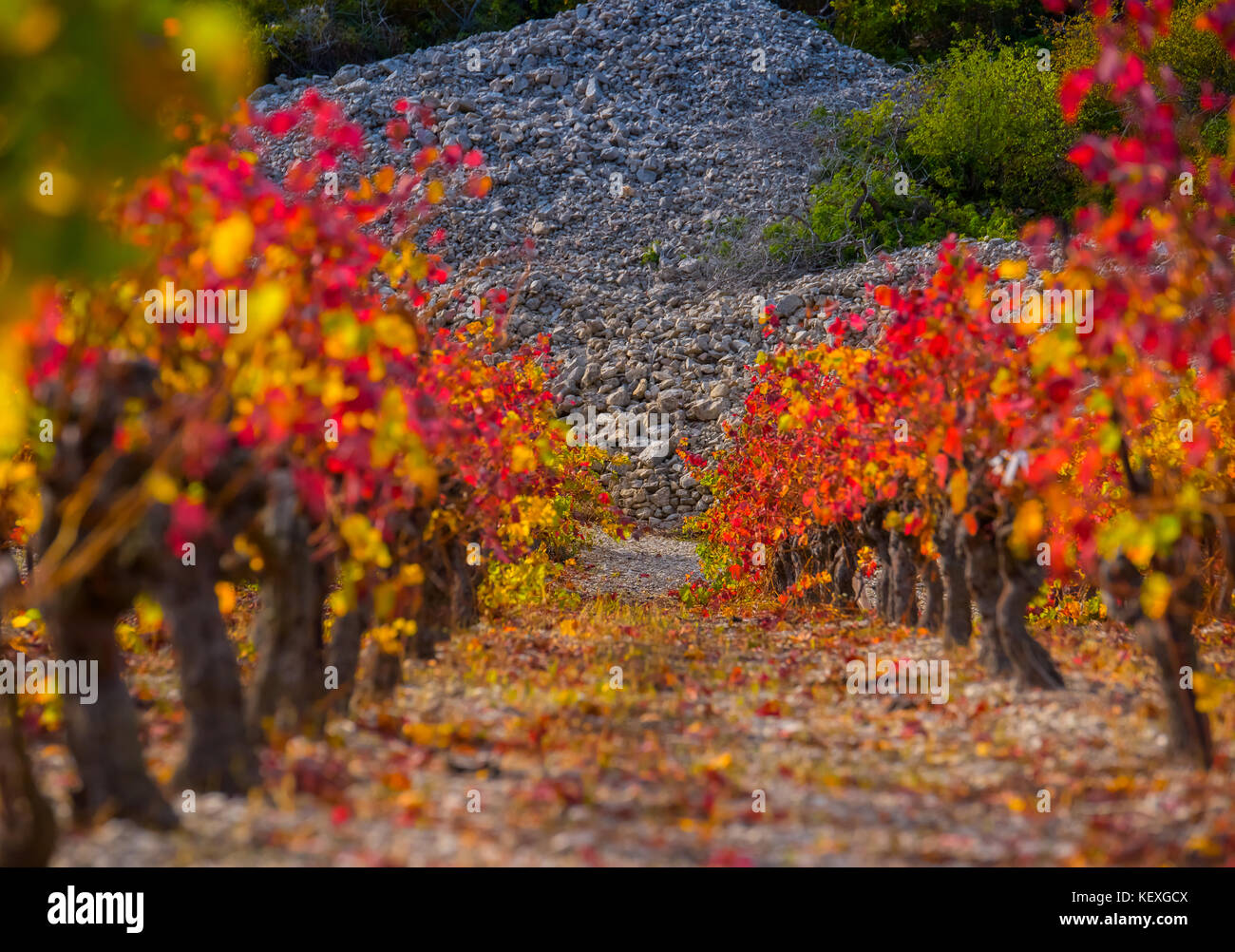 Grape landscape hi-res stock photography and images - Alamy