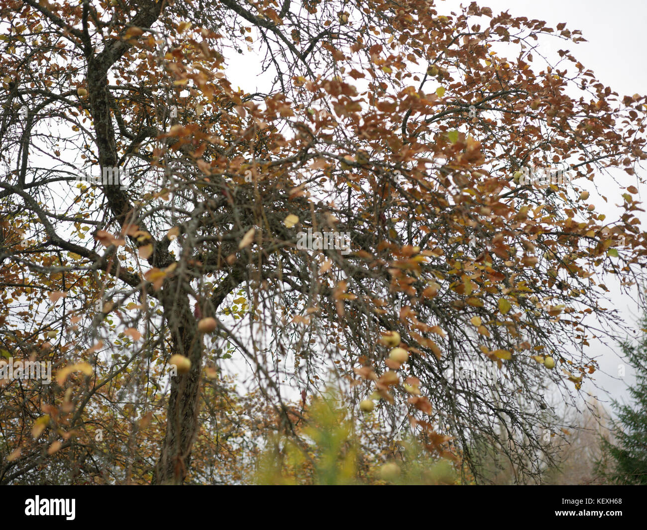Blurred shot of the apple tree against the cloudy sky in a windy day ...