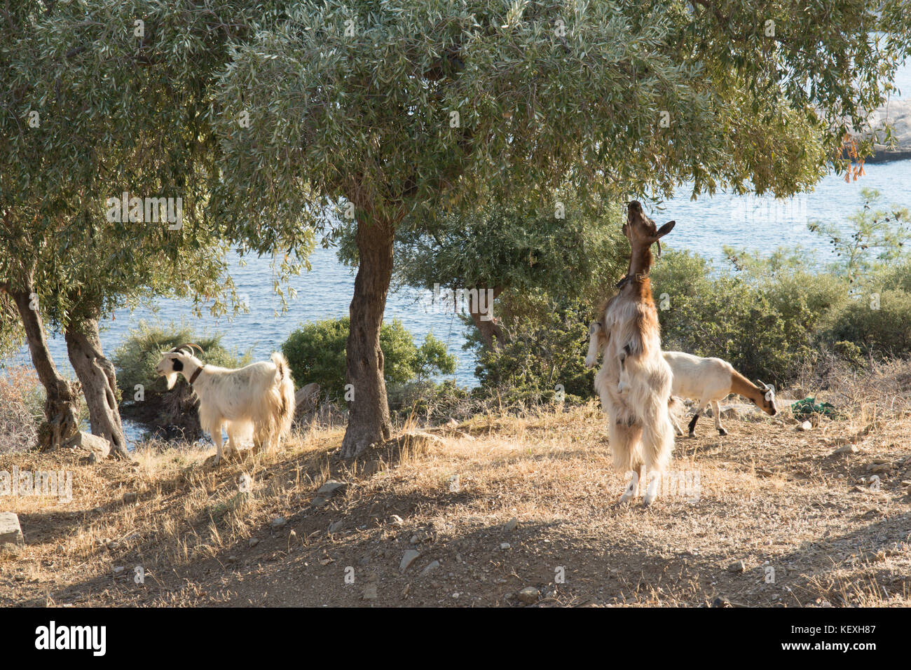 Goat standing on tree hi-res stock photography and images - Alamy