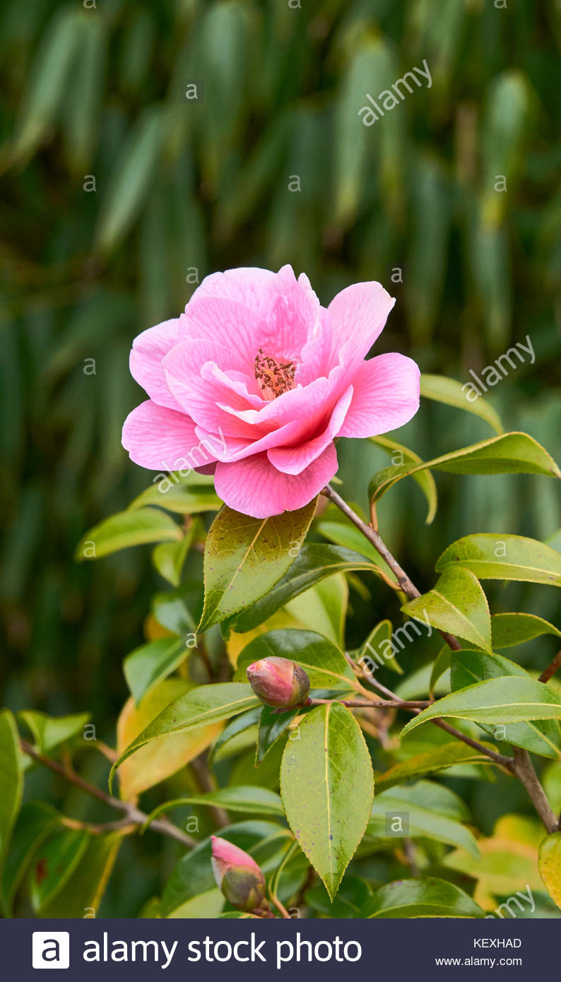 Camelias Stock Photos & Camelias Stock Images - Alamy