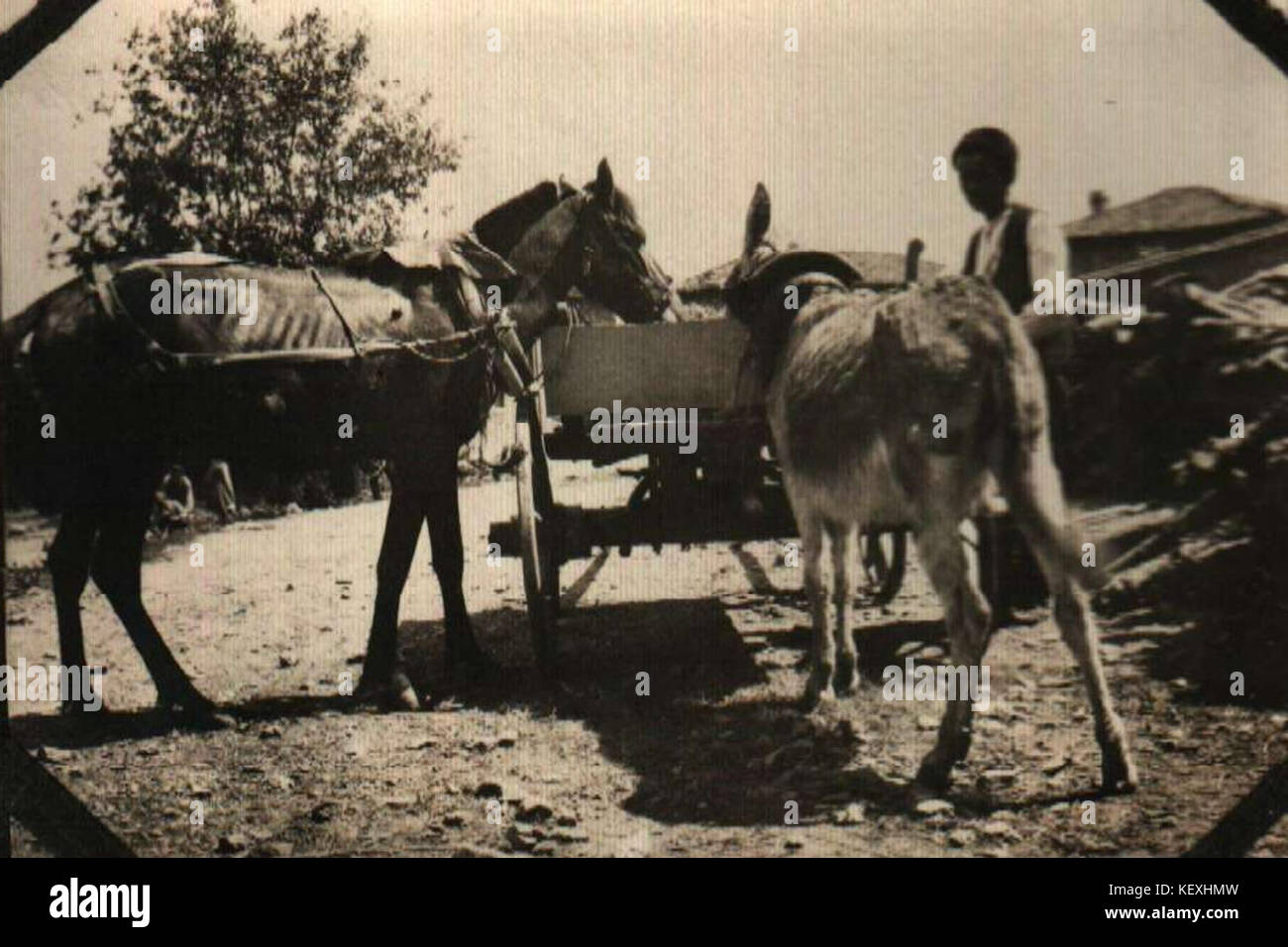 A historical photograph of a rose oil factory in Bulgaria, showcasing ...
