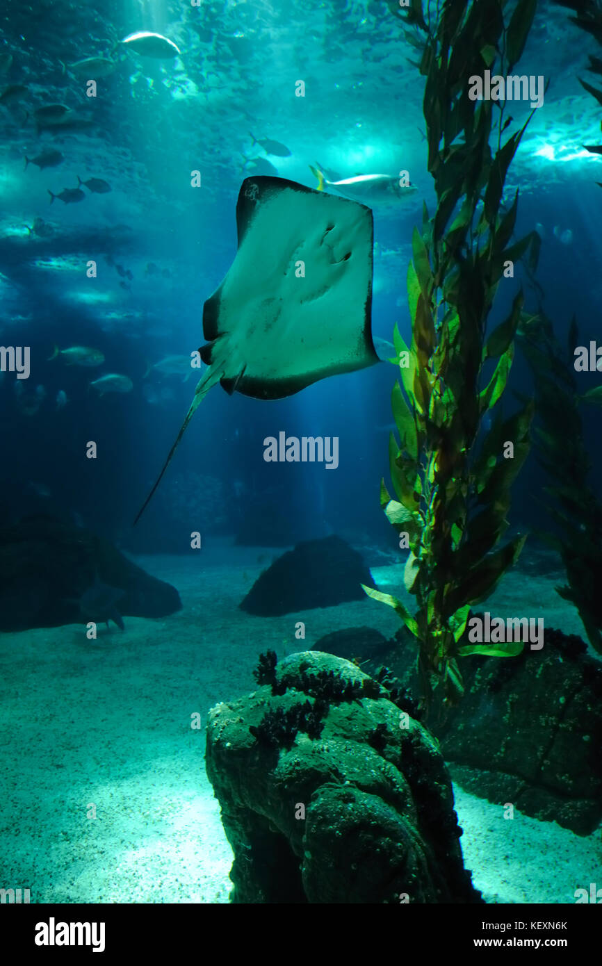 Oceanarium fish hi-res stock photography and images - Alamy