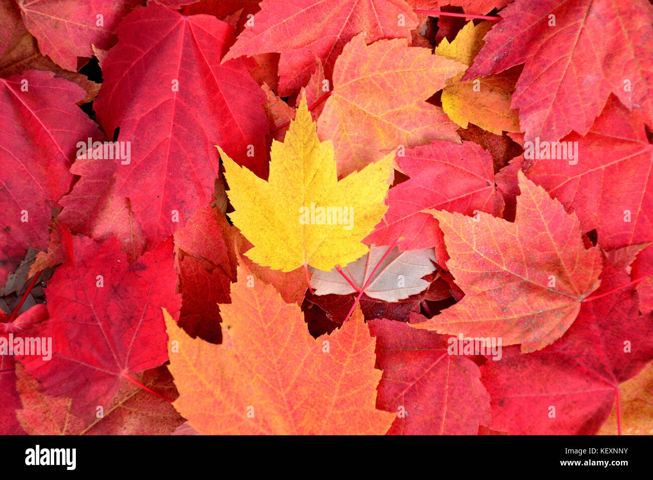 Abstract red leaves hi-res stock photography and images - Alamy