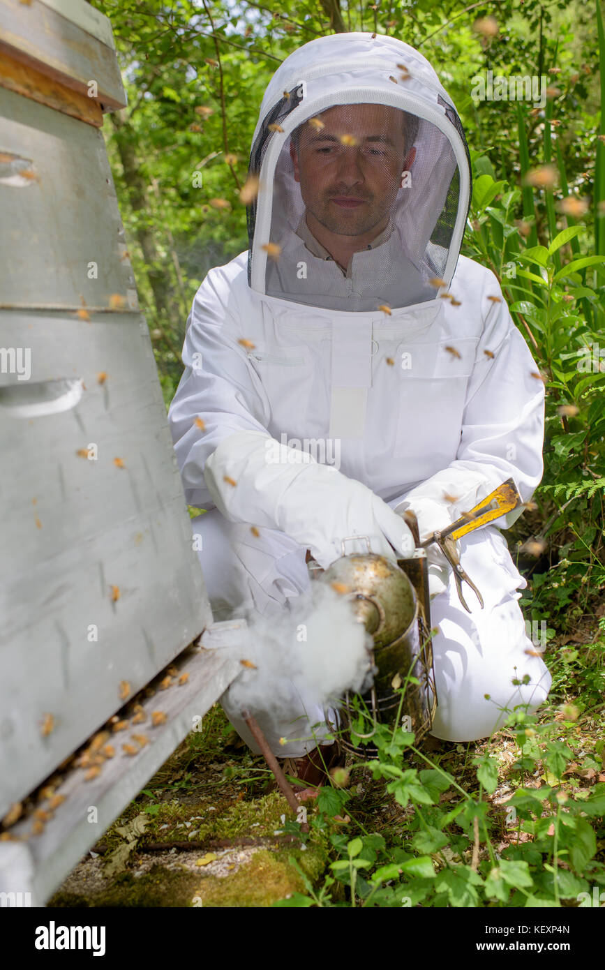 bee distraction using a smoker Stock Photo - Alamy