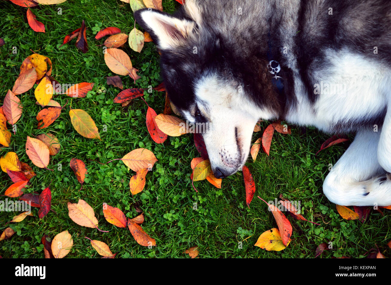 Top view of Husky lying on foliage in autumn Stock Photo - Alamy