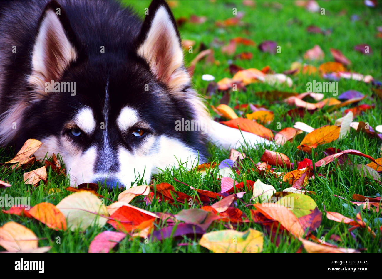 Siberian Husky with beautiful blue eyes, on a meadow in autumn, staring ...