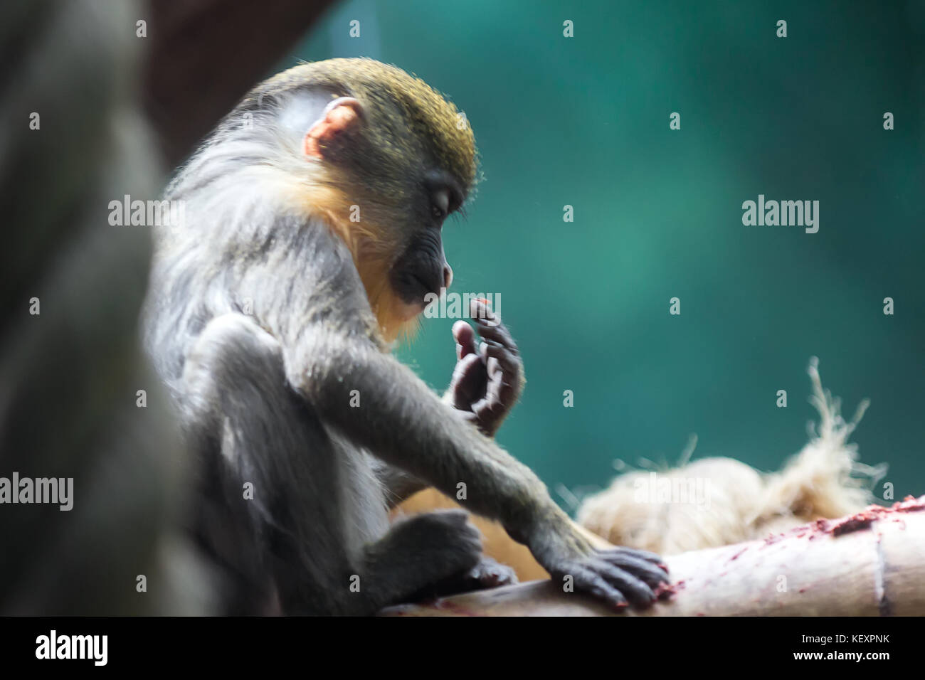 Cercopithecus diana roloway High Resolution Stock Photography and ...