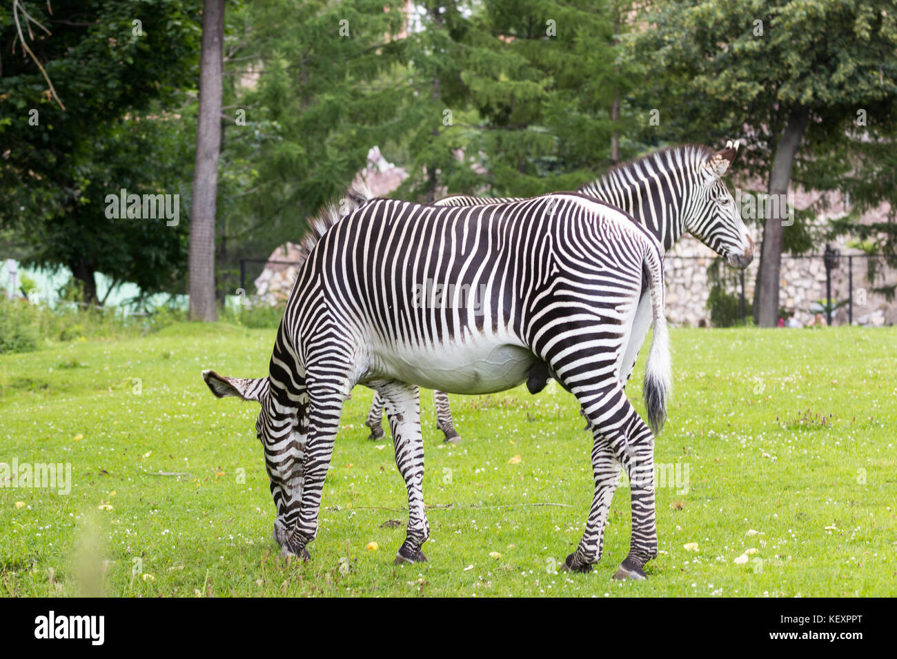 Zebra in a green savanna Stock Photo - Alamy