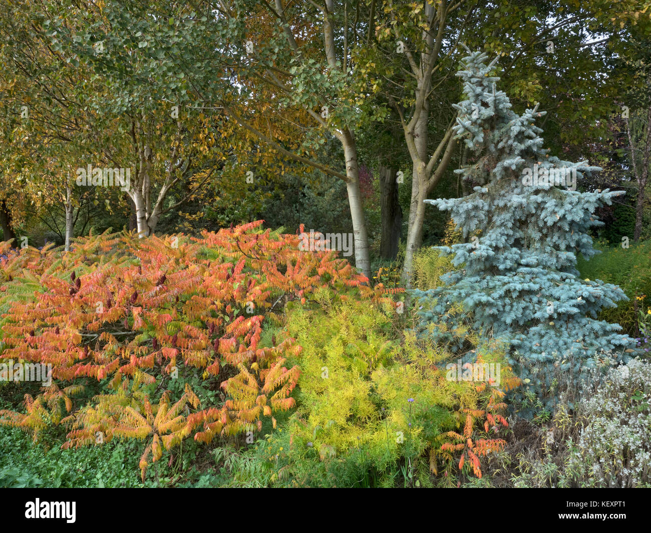 Silver birch and other Autumn foliage at Bressingham Gardens Norfolk ...