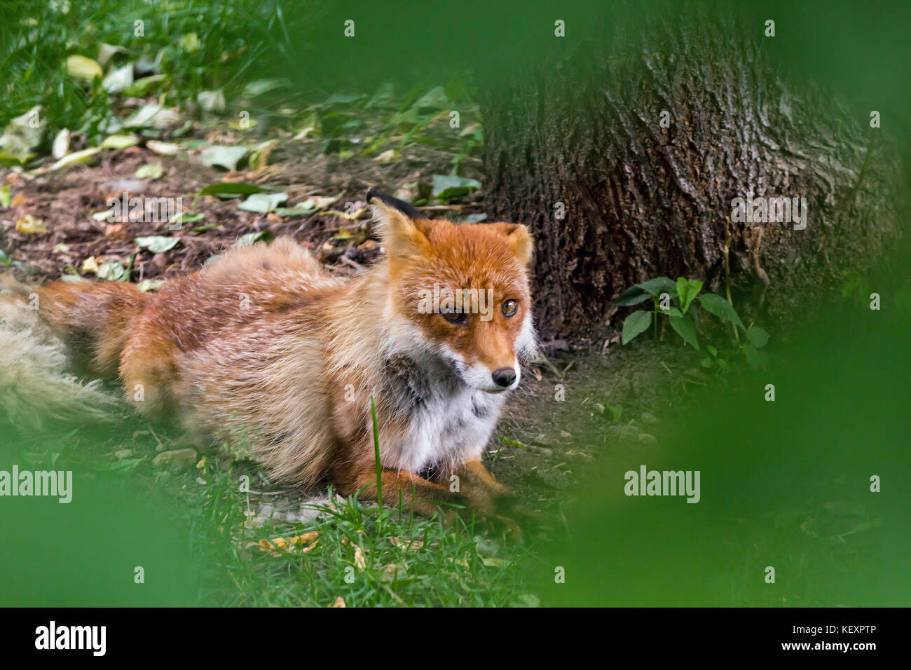 Sleeping Red Fox ,Vulpes Vulpes , in Hokkaido, Japan Stock Photo - Alamy