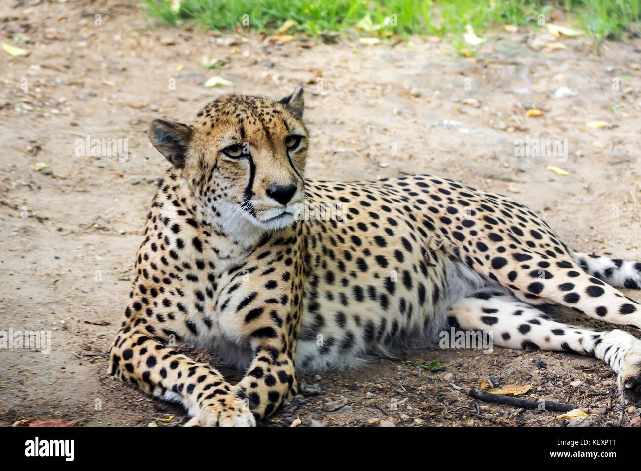 Cheetah wildlife hi-res stock photography and images - Alamy