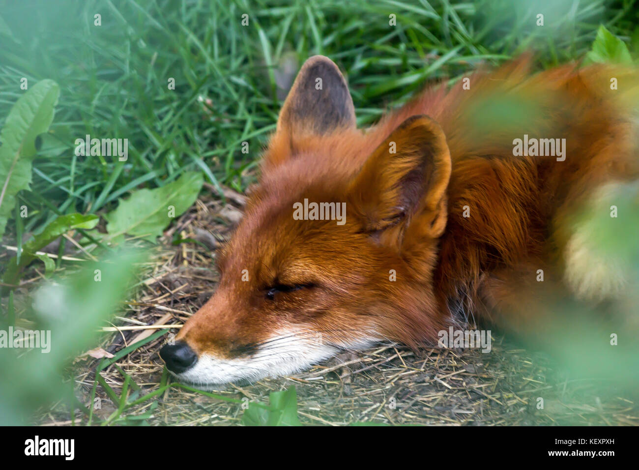 Hokkaido red fox japan hi-res stock photography and images - Alamy
