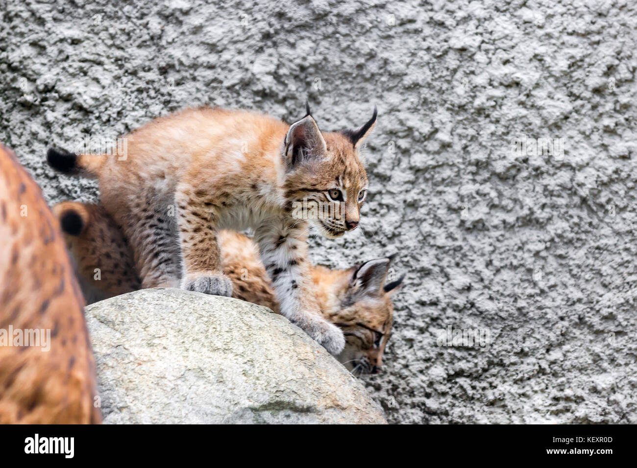 a female of the northern lynx with a brood, in the ruins of a ...