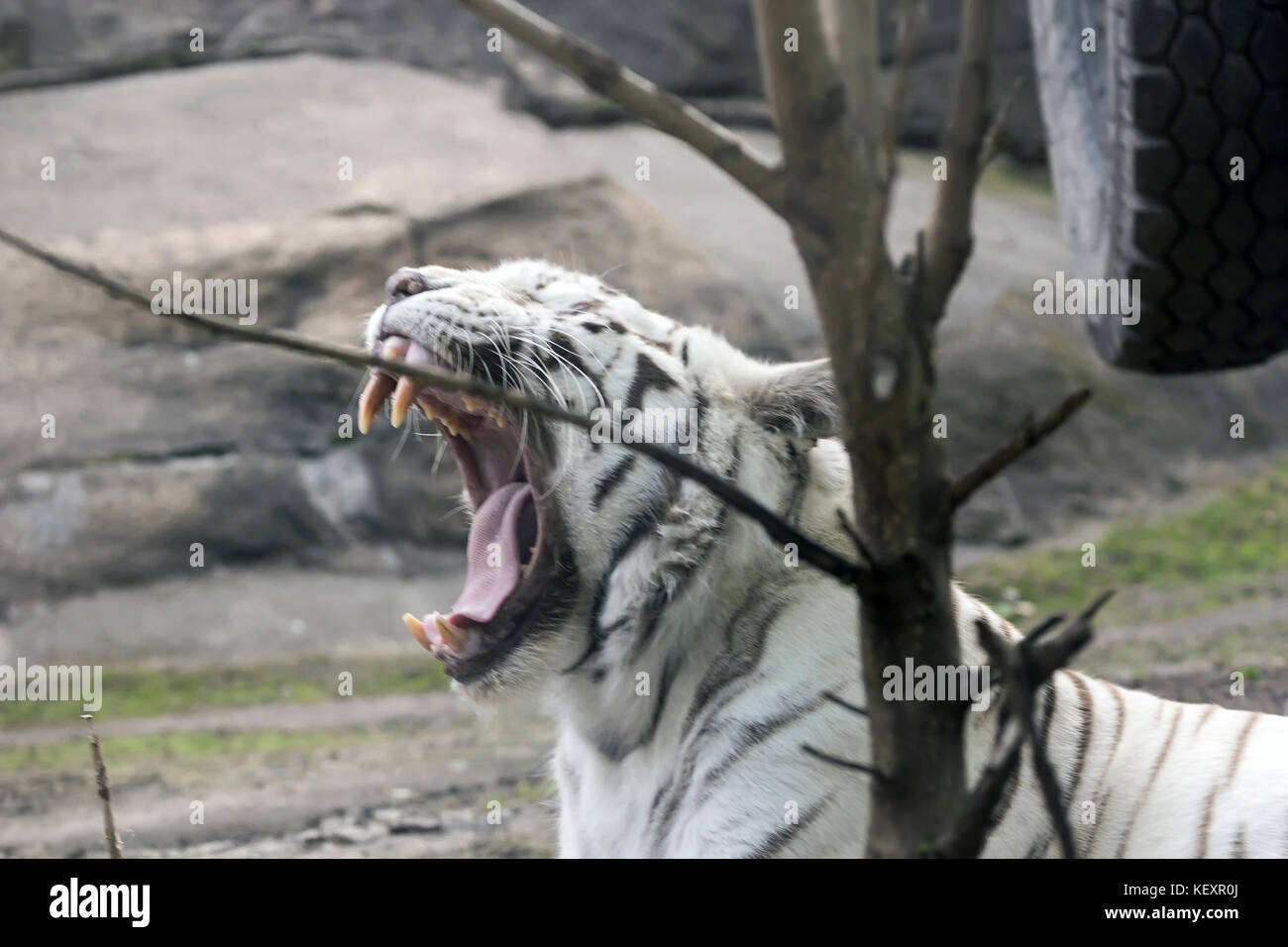 Closeup white tiger head hi-res stock photography and images - Alamy