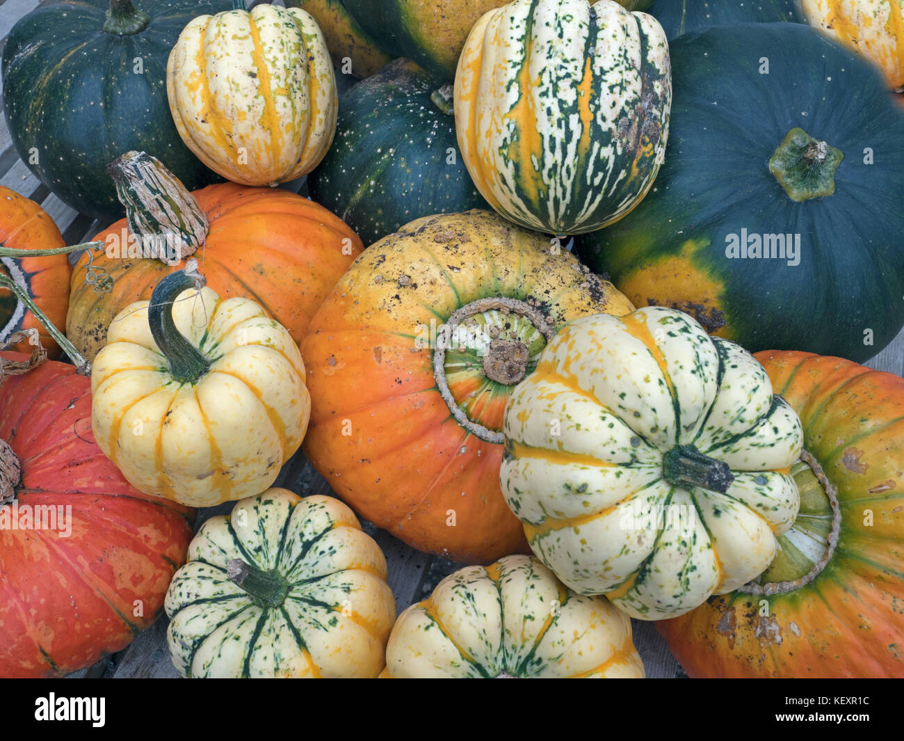 Turban Squash genus Cucurbita and other Mixed squashes from the garden ...