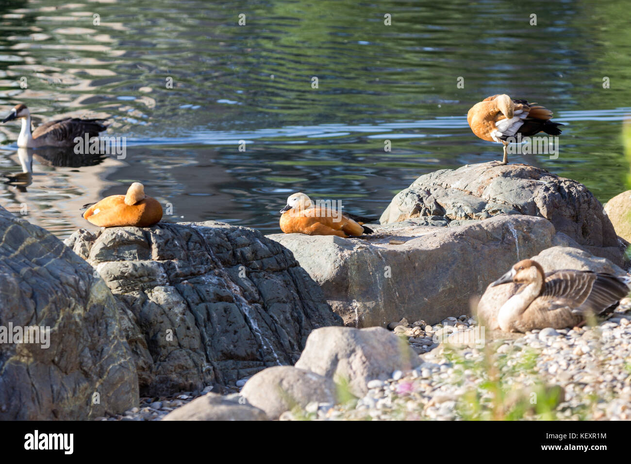 Ruddy Shelduck, known as the Brahminy Duck, is in a park Stock Photo ...