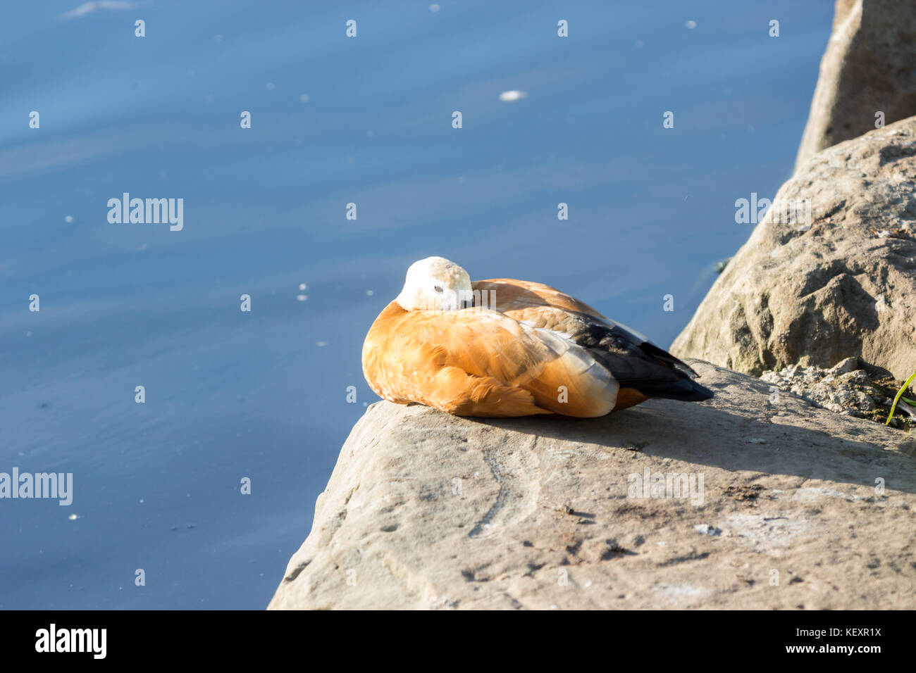 Ruddy Shelduck, known as the Brahminy Duck, is in a park Stock Photo ...