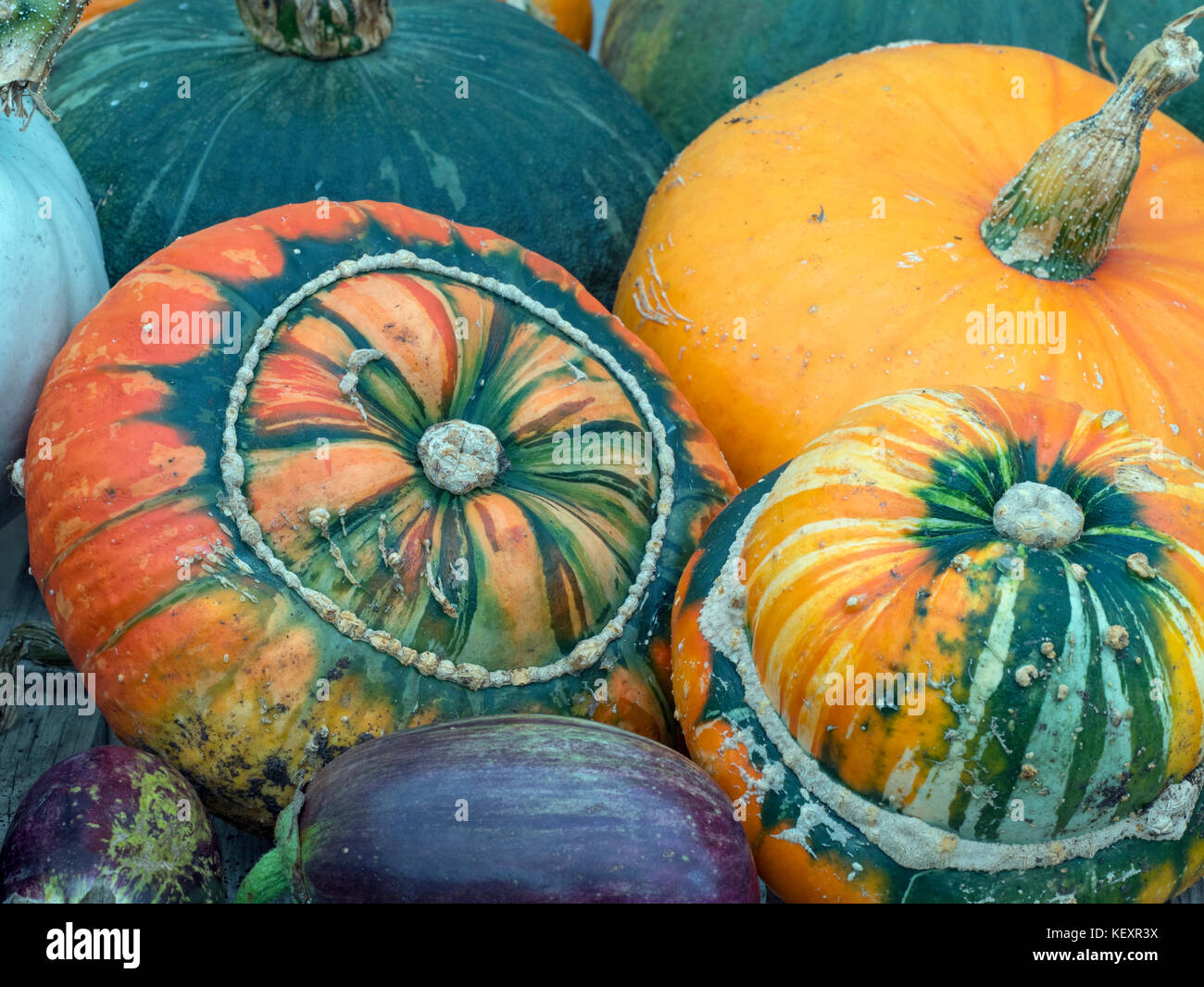 Turban Squash and other Mixed squashes from the garden in Autumn Stock ...