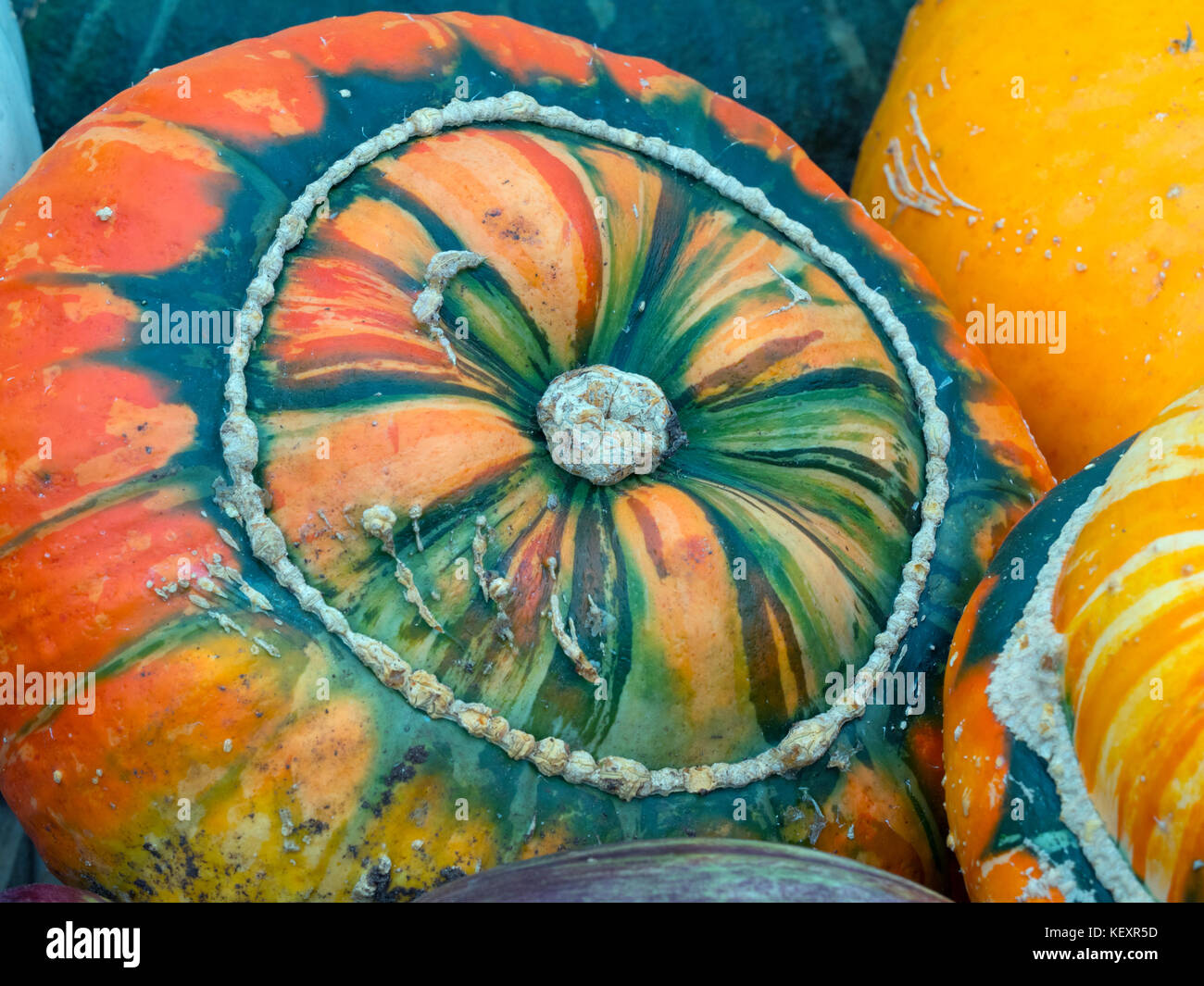 Turban squash hi-res stock photography and images - Alamy
