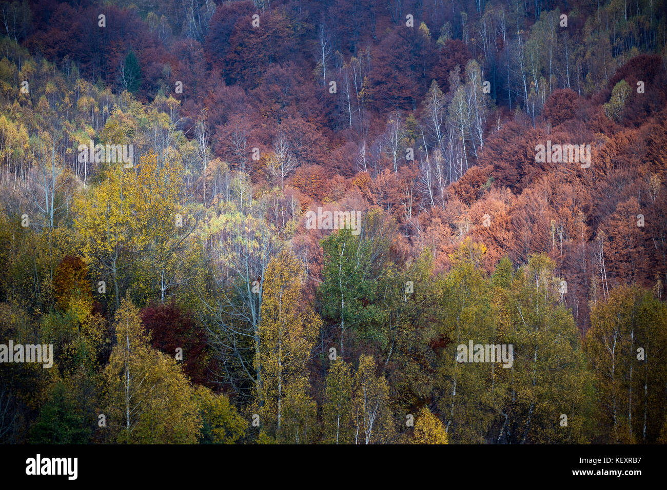 Autumn in Romania Stock Photo - Alamy