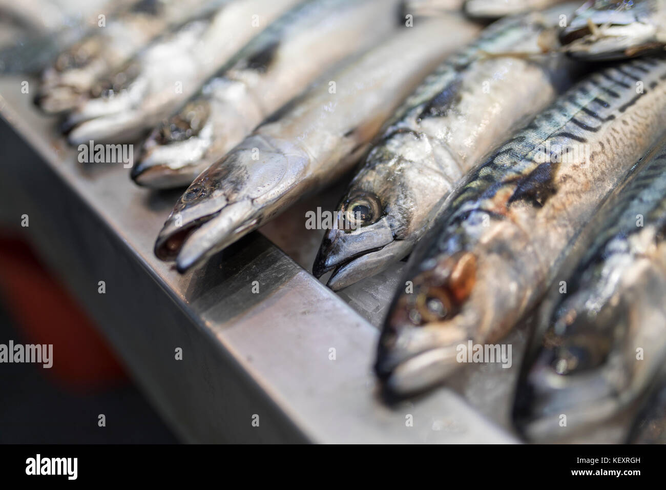A close-up of freshly caught mackerel on ice on a market stall in ...